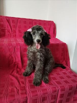 Prodaja pasa i psi na poklon Pudla | Halo oglasi