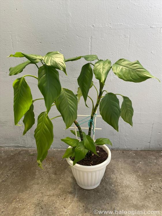 Sobno cvece komad | Halo Oglasi