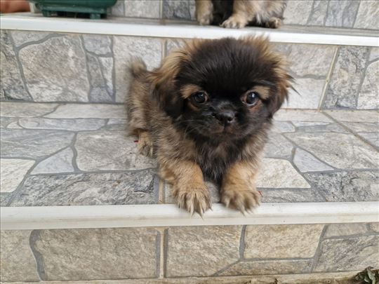 Prodaja pasa i psi na poklon Pekinezer | Halo oglasi