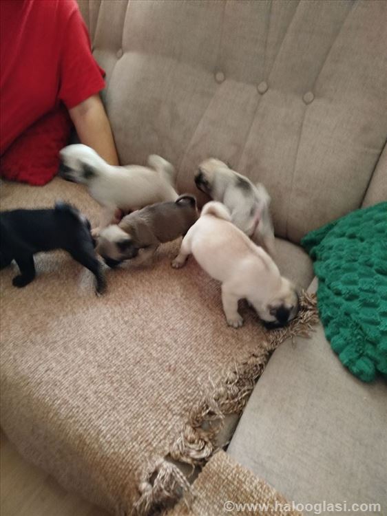Mops, štene | Halo Oglasi