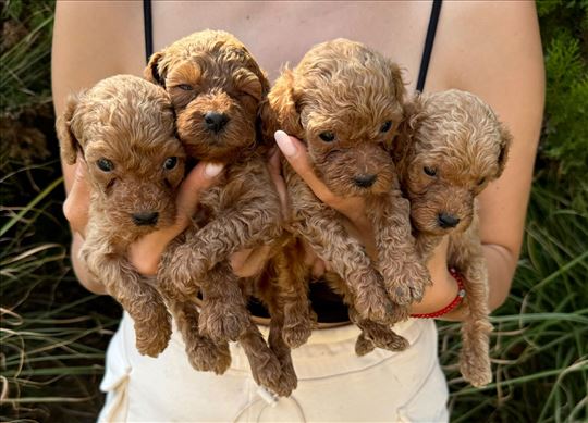 Prodaja pasa i psi na poklon Pudla | Halo oglasi