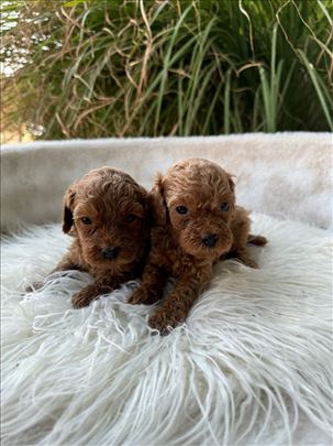 Prodaja pasa i psi na poklon Pudla | Halo oglasi