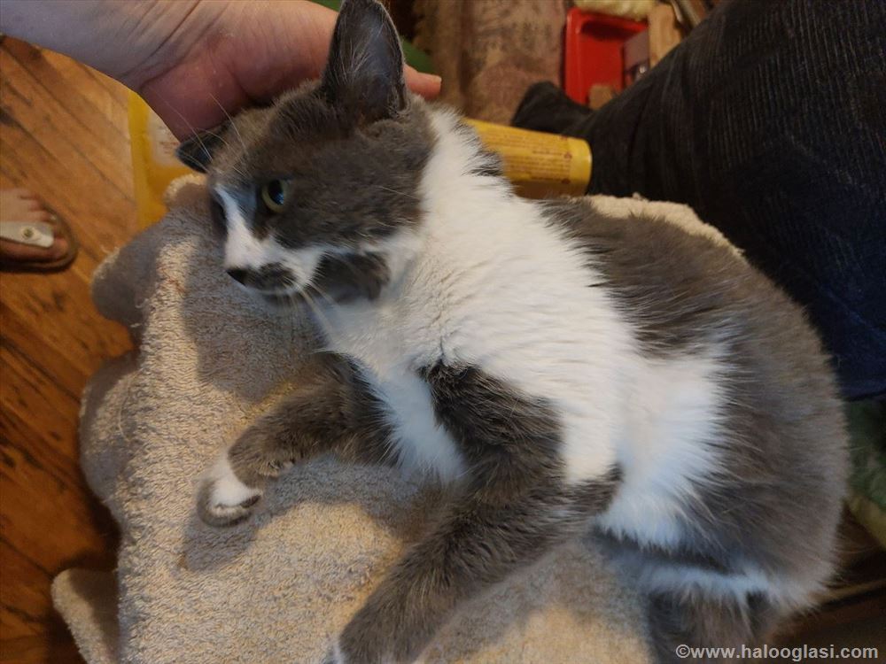 Maca traži stalni dom | Halo Oglasi