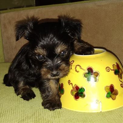 Prodaja pasa i psi na poklon Jorkširski terijer | Halo oglasi