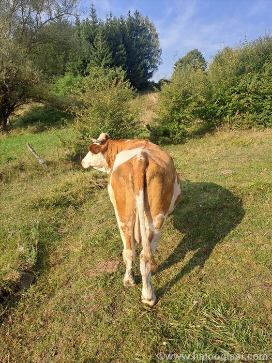 Jalova krava na prodaju | Halo Oglasi