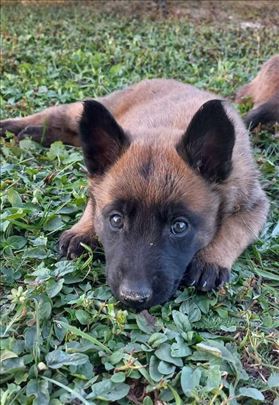 Prodaja pasa i psi na poklon Malinoa, Belgijski ovčar | Halo oglasi