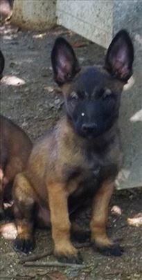 Prodaja pasa i psi na poklon Malinoa, Belgijski ovčar | Halo oglasi