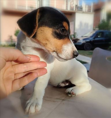 Prodaja pasa i psi na poklon Džek Rasel terijer | Halo oglasi