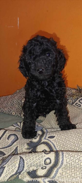 Pudla, štene | Halo Oglasi