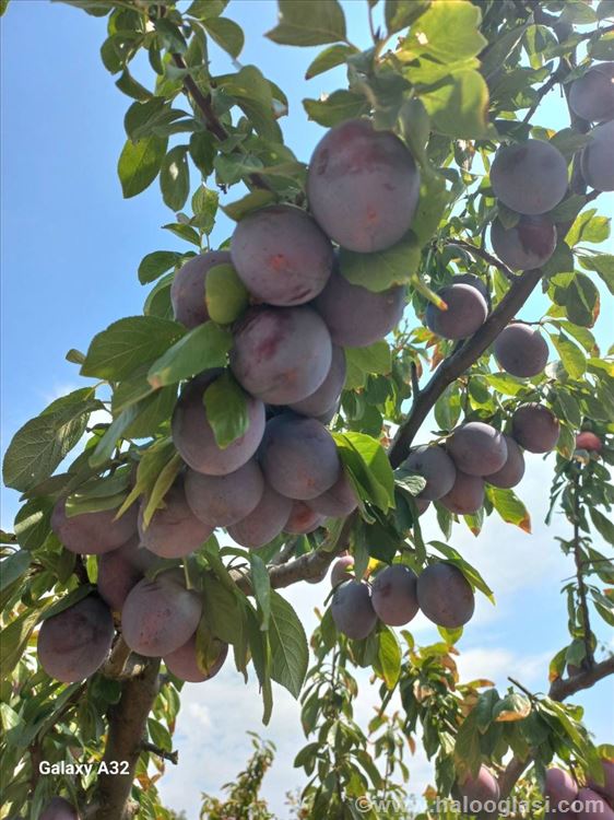 Prodajem šljive | Halo Oglasi