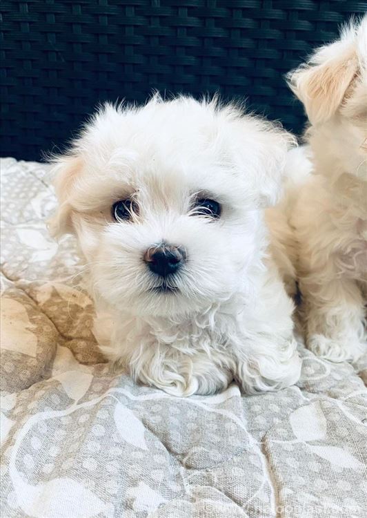Mini maltezer | Halo Oglasi