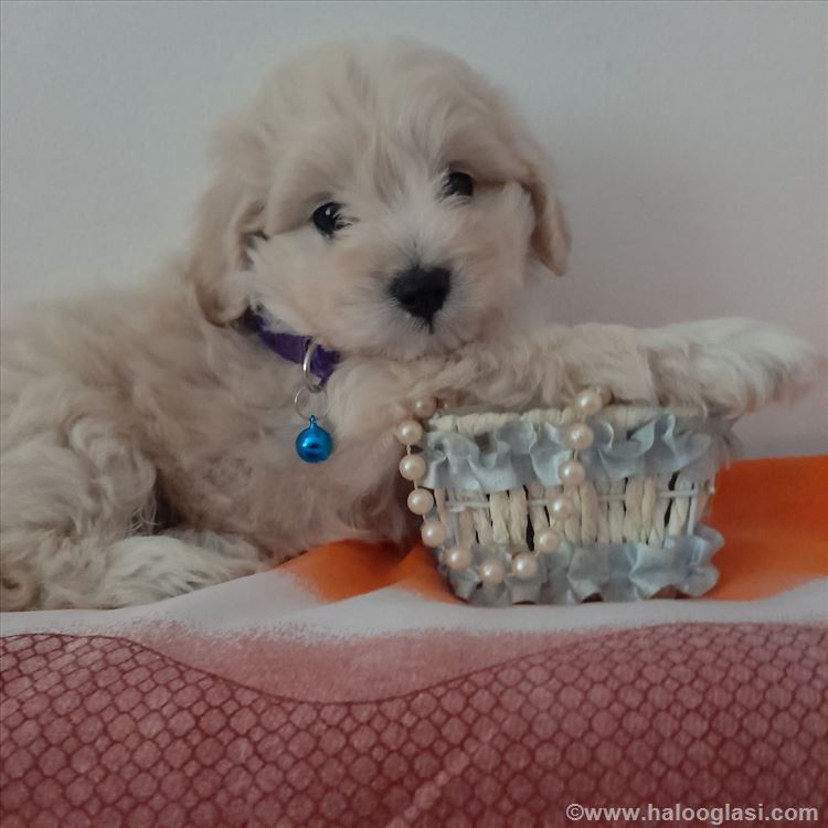 Mini maltipoo štene, decak | Halo Oglasi