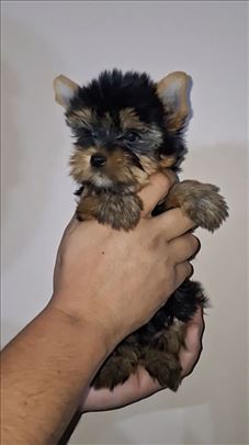 Prodaja pasa i psi na poklon Jorkširski terijer | Halo oglasi