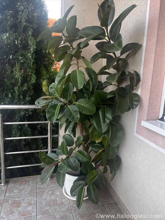 Cvece Fikus | Halo Oglasi