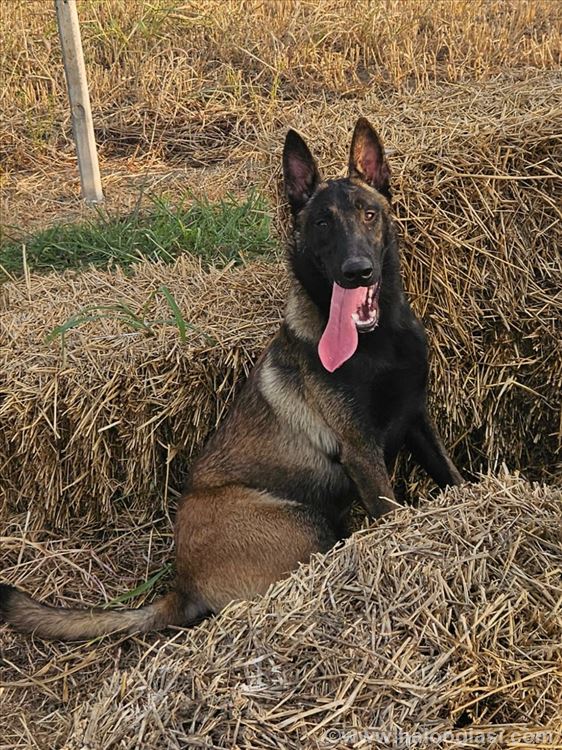 Belgijski ovčar Malinoa, mlad pas | Halo Oglasi