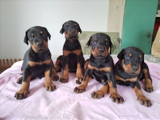 Prodaja pasa i psi na poklon Doberman | Halo oglasi