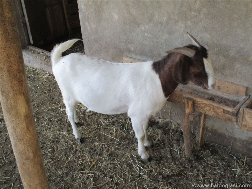 Burske koze ( sjarne ) | Halo Oglasi