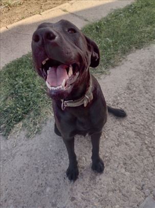 Prodaja pasa i psi na poklon Labrador retriver | Halo oglasi