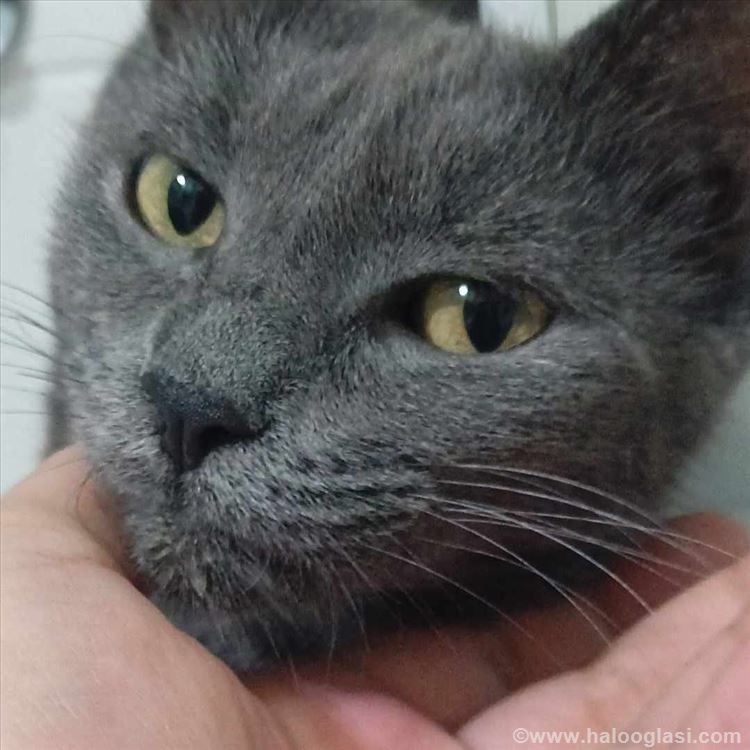 Poklanja se divna,umiljata,pitoma maca | Halo Oglasi