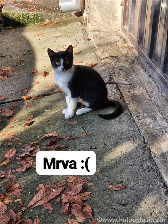 Poklanja se divna mlada crno bela maca | Halo Oglasi