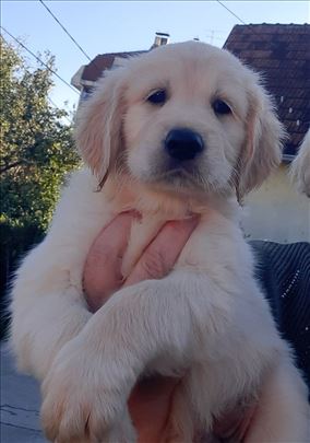 Prodaja pasa i psi na poklon Zlatni retriver | Halo oglasi