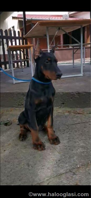 Doberman, štene | Halo Oglasi