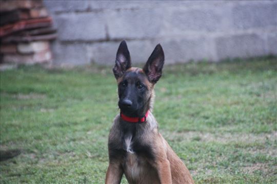 Prodaja pasa i psi na poklon Malinoa, Belgijski ovčar | Halo oglasi