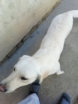 Prodaja pasa i psi na poklon Labrador retriver | Halo oglasi