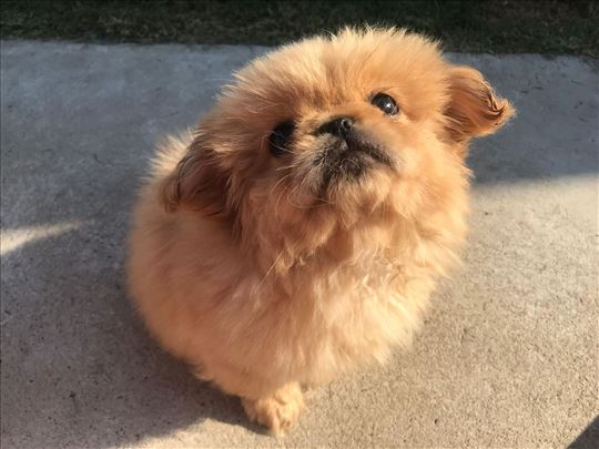 Prodaja pasa i psi na poklon Pekinezer | Halo oglasi