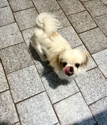 Prodaja pasa i psi na poklon Pekinezer | Halo oglasi