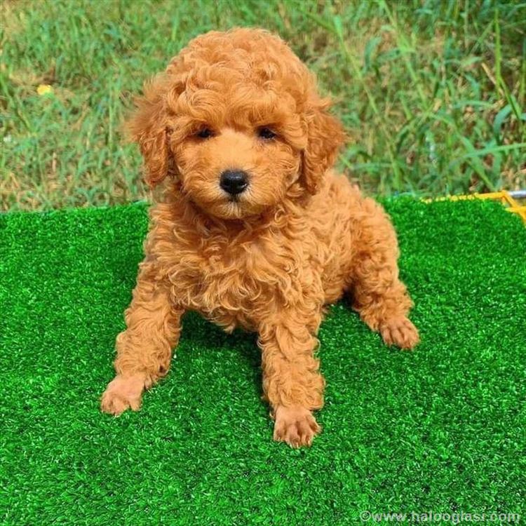 Pudla, štene | Halo Oglasi