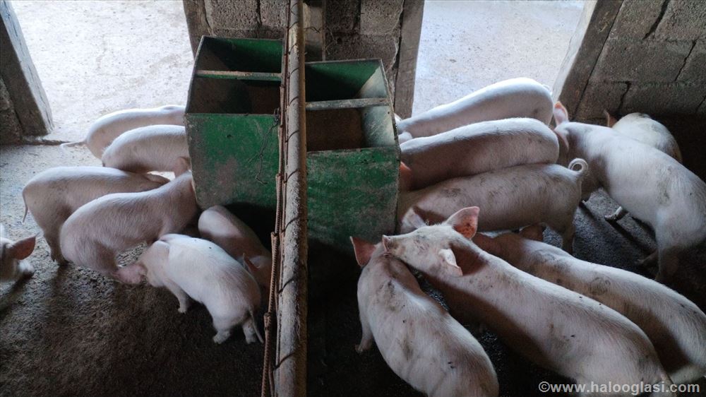 Prasici veliki jorksir pietren | Halo Oglasi