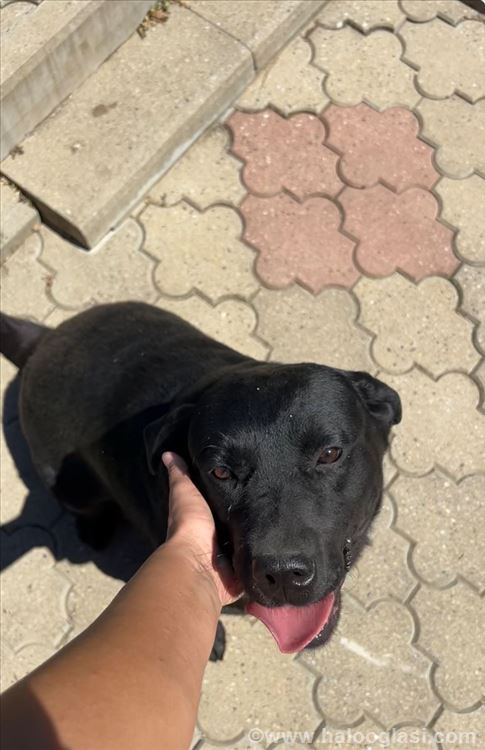 Labrador retriver, odrastao pas | Halo Oglasi