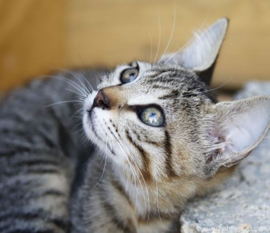 Lenka, preumiljato mace traži dom u Bg, NS, Pa | Halo Oglasi