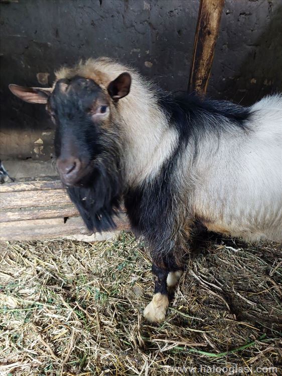 Prodajem jarca | Halo Oglasi