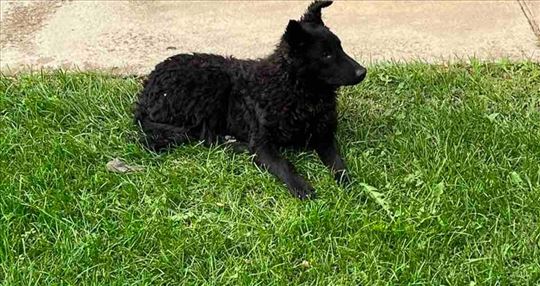 Prodaja pasa i psi na poklon Vojvođanski pulin | Halo oglasi