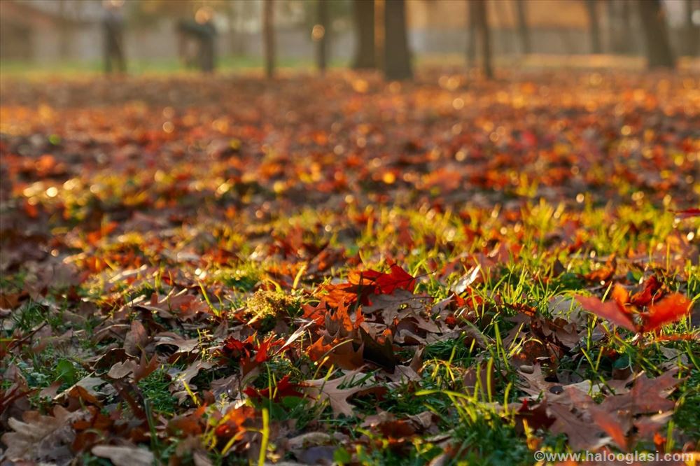 Skupljanje i odnošenje lišća | Halo Oglasi