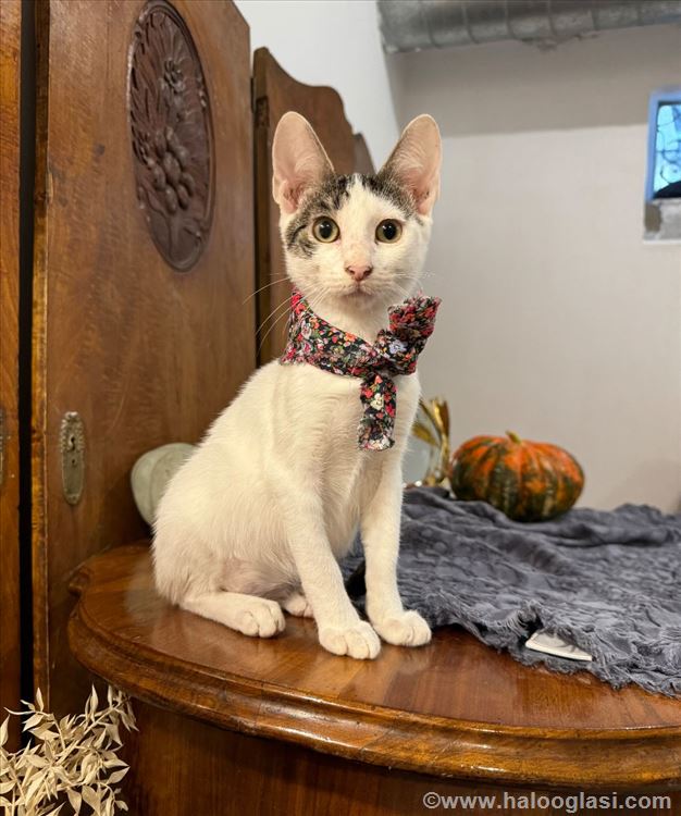 Sofi medeno mazno mače maca macka trazi dom | Halo Oglasi