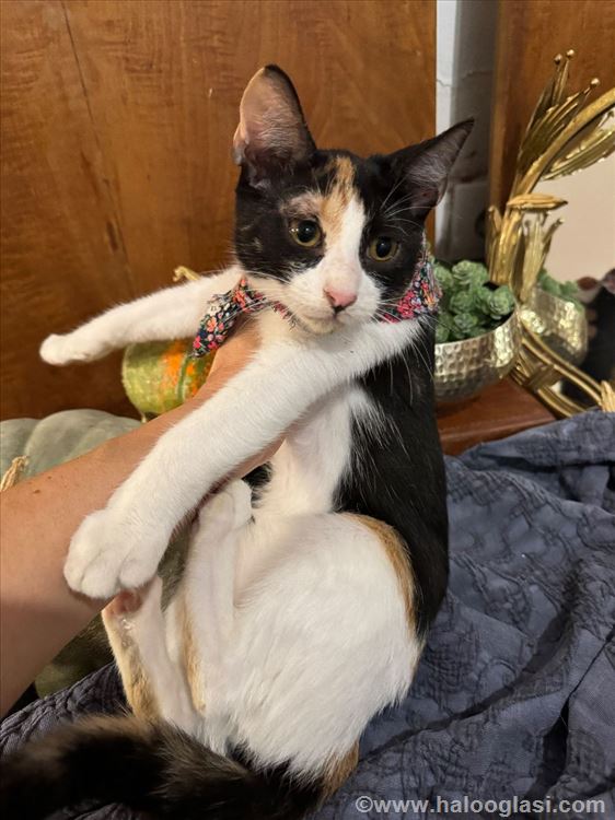 Neli egzoticna trobojka malo mače maca trazi dom | Halo Oglasi