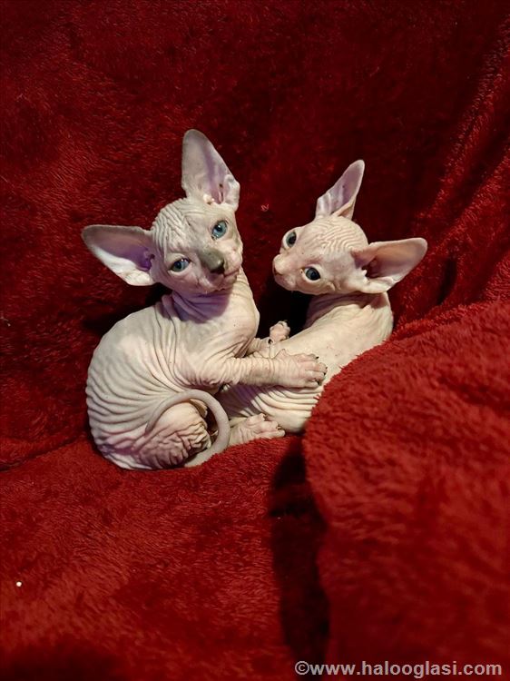 Sfinks (sphynx), golokoze | Halo Oglasi