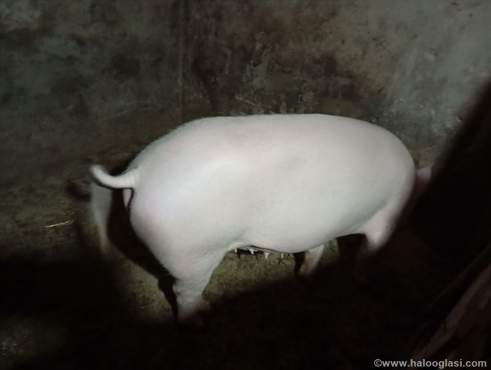 Sprasna krmača | Halo Oglasi