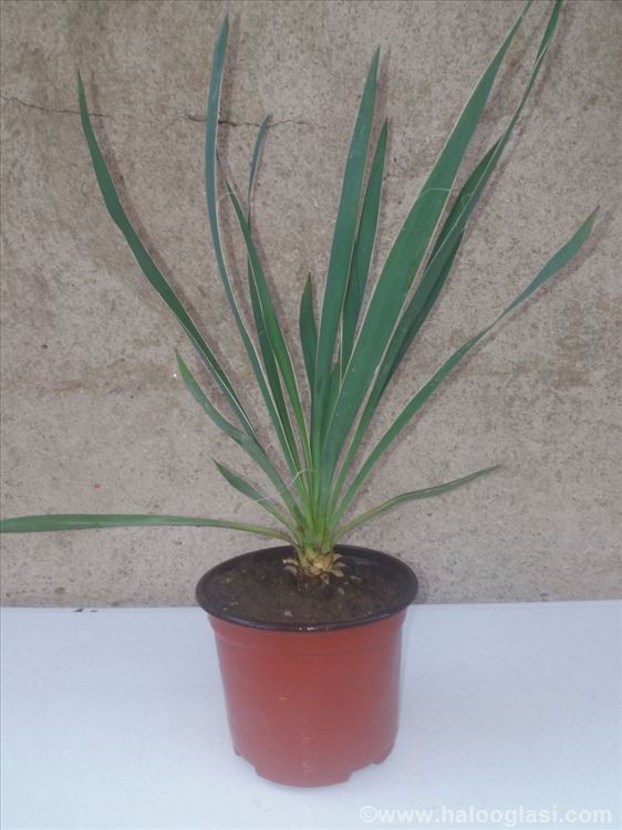 Bastenska koncasta juka | Halo Oglasi