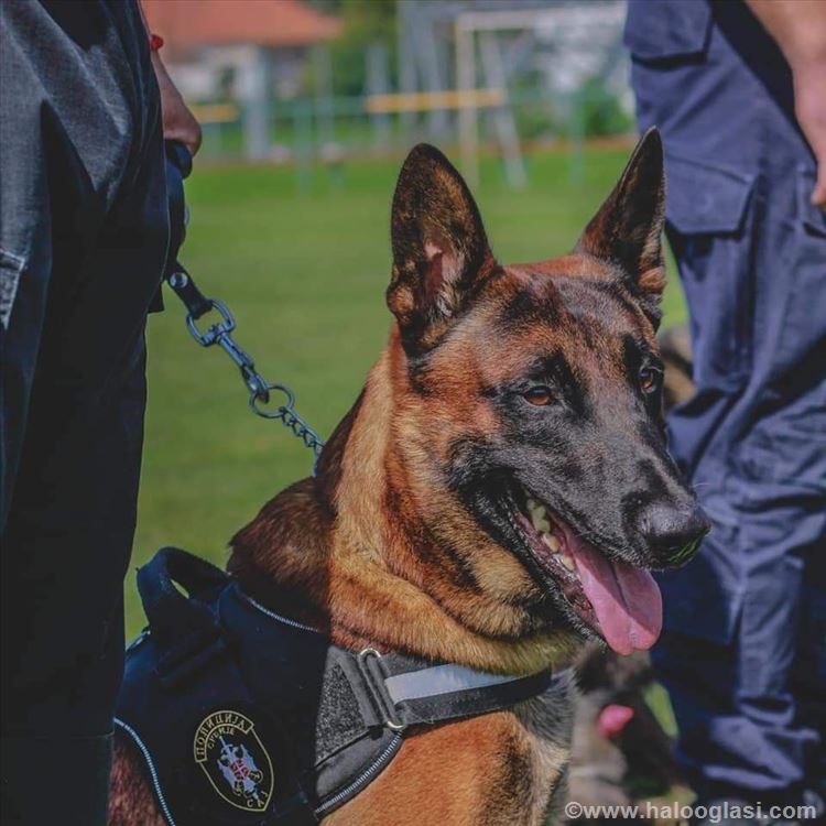 Belgijski ovčar, štene Malinoa | Halo Oglasi