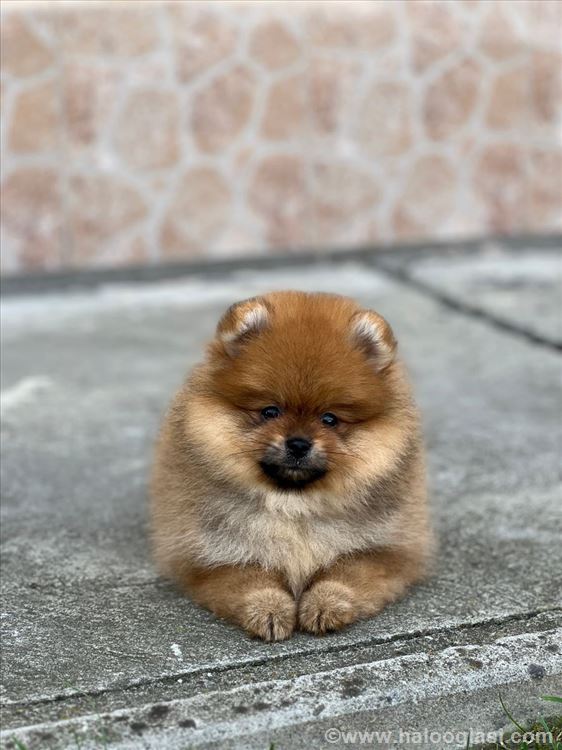 Mali Boo Pomeranci | Halo Oglasi