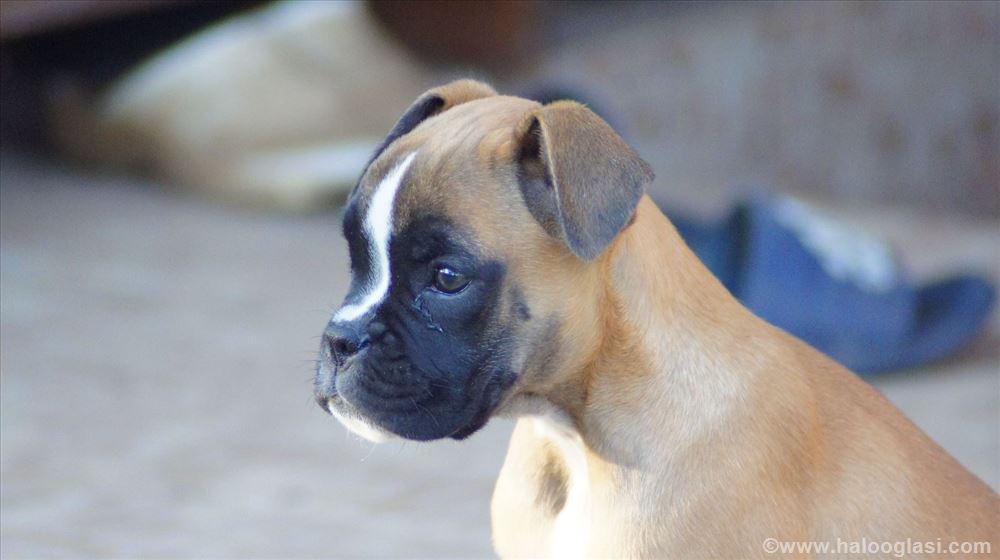 Nemački bokser, štene | Halo Oglasi