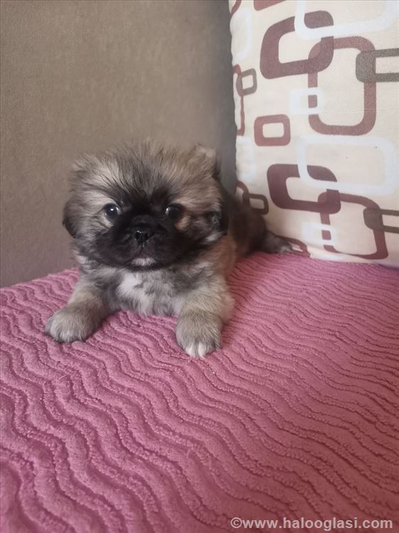 Pekinezer, štene | Halo Oglasi