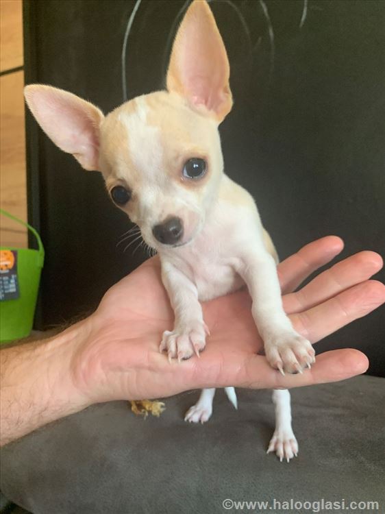 Prelepa čivava, štene-Prodata! | Halo Oglasi