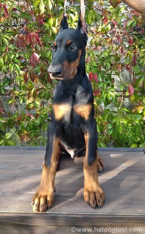 Doberman, muško i žensko štene | Halo Oglasi