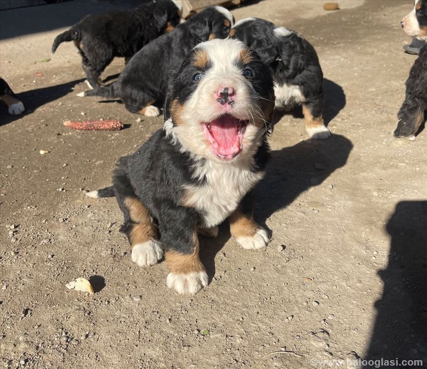 Bernski pastirski pas, štene | Halo Oglasi
