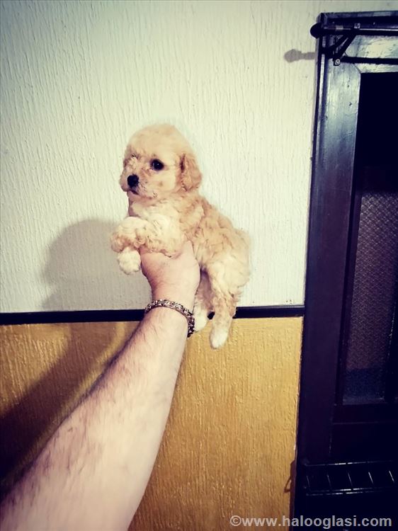 Pudla, patuljasta, vrhunska ženka pasoš cip bgd | Halo Oglasi